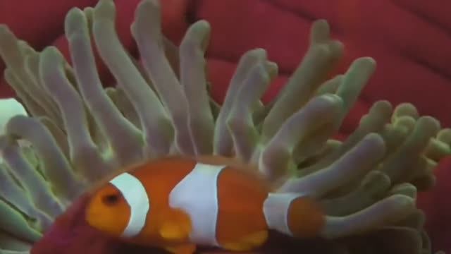 Удивительный подводный мир актиний