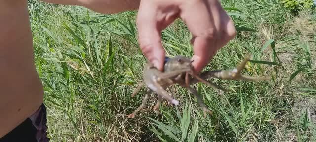 Самодельная раколовка