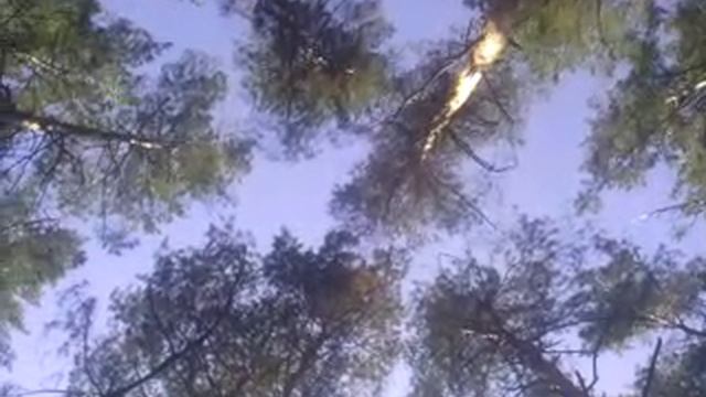 Деревья качаются, солнце не в зените _20250710_154131