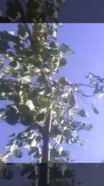 На фоне неба зреет абрикос _20250711_144858