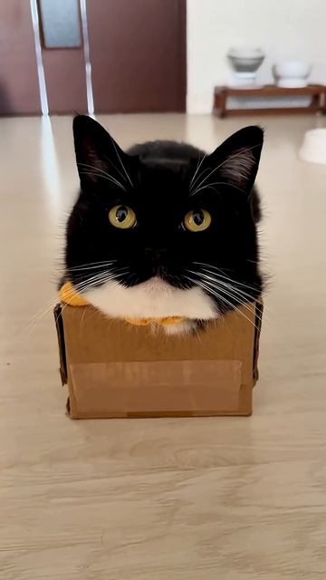 КотоКоробка  #кот #животные #питомцы