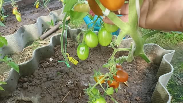 Томат "Де Барао чёрный"