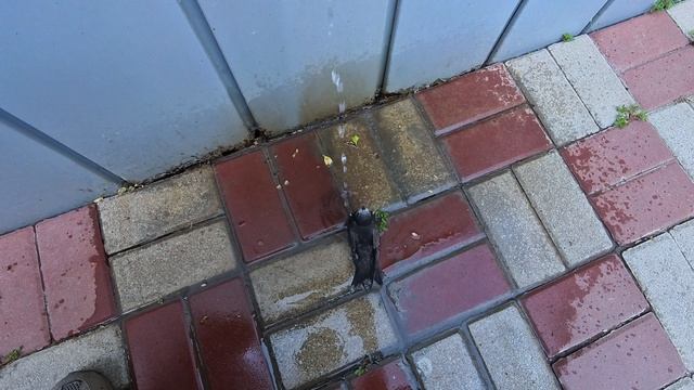 Молодой стриж, упавший от жары на железный навес