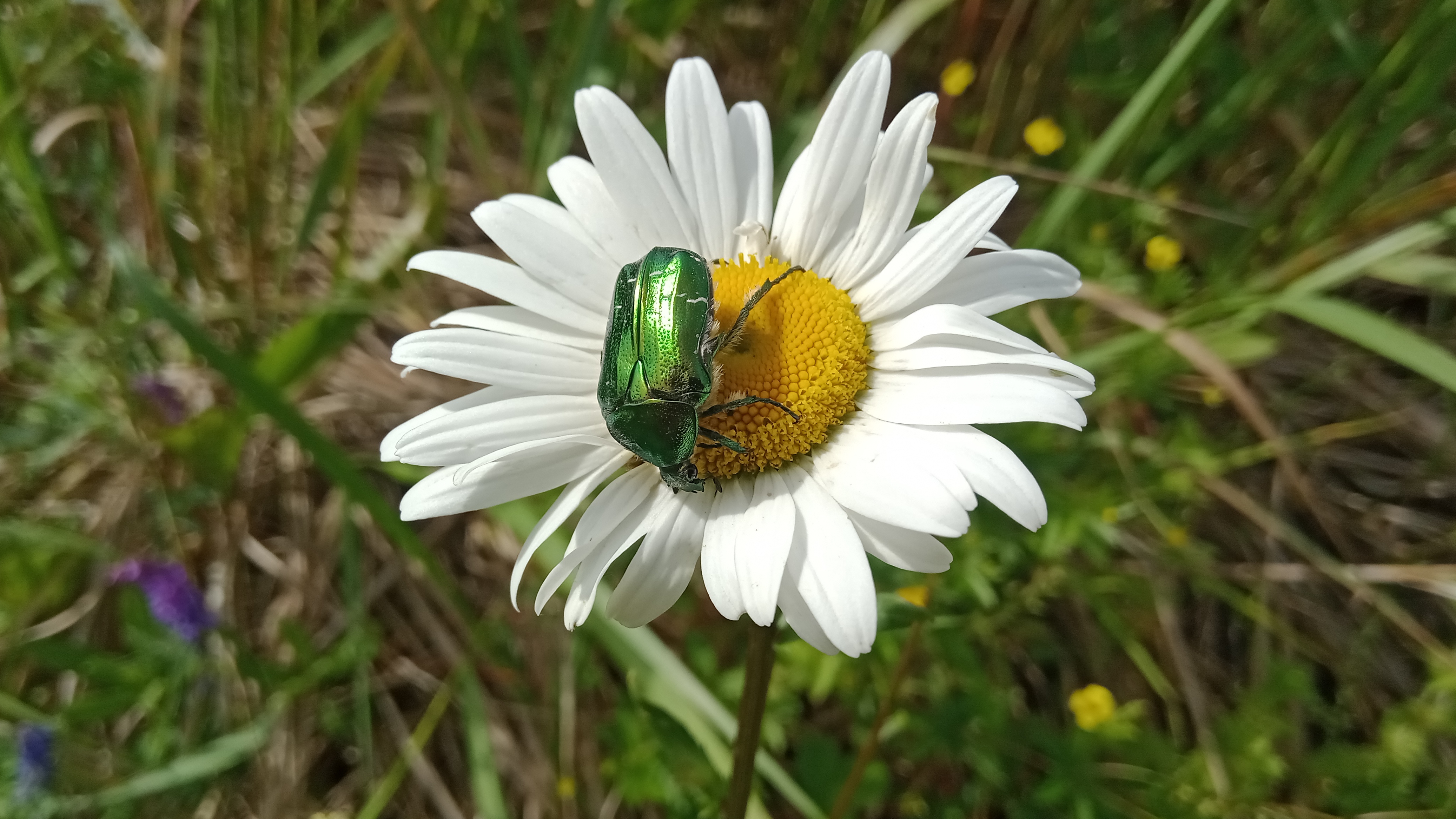 Ну зелёный, ну и чё?