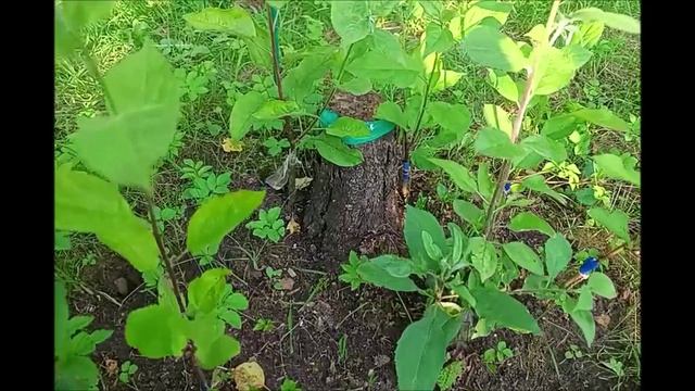 Результаты прививки яблони на поросль.