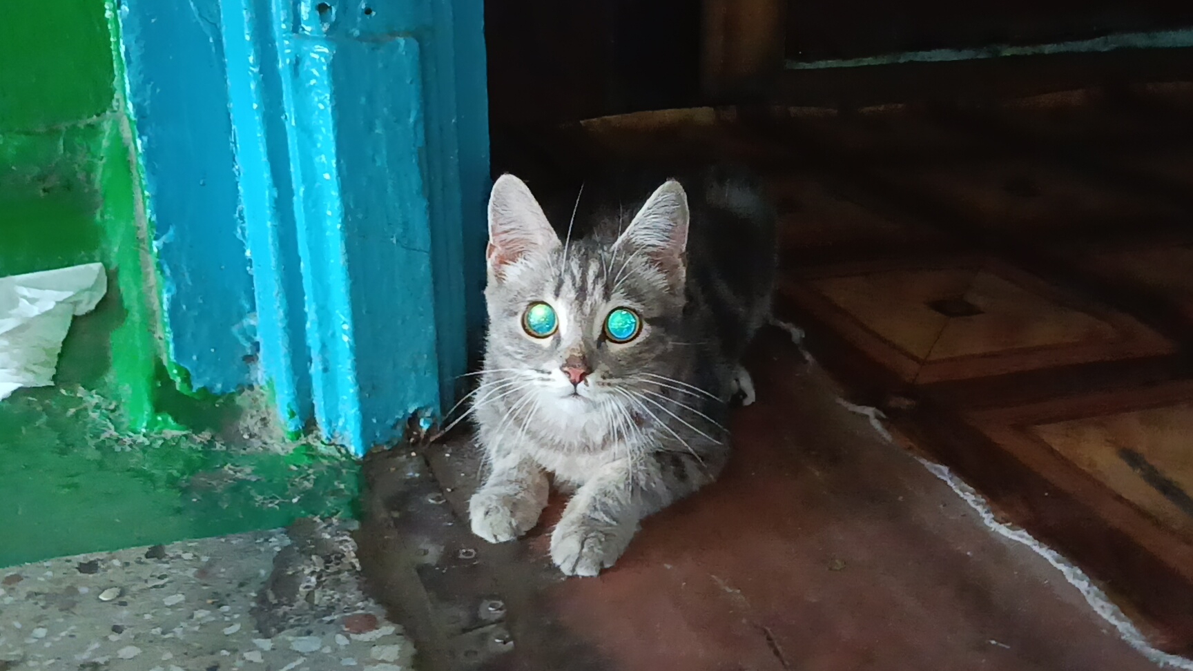 Новый котик в нашем подъезде