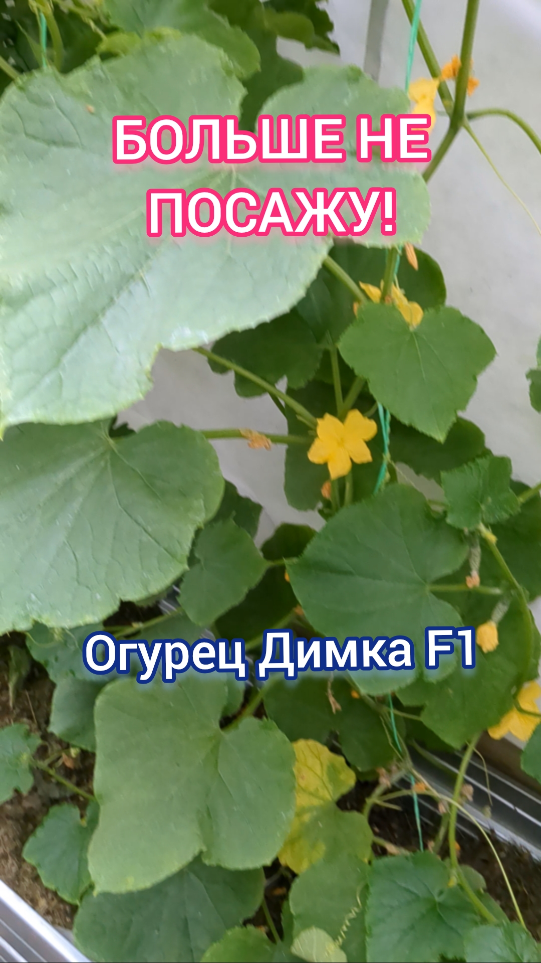 ВСЯ ПРАВДА ОБ ОГУРЦЕ ДИМКА F1!! #дача #огород