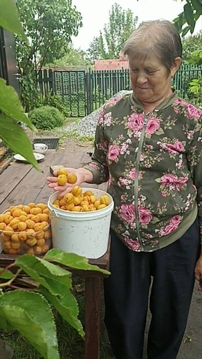 Абрикосы 2025