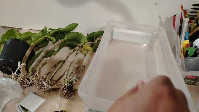 П-16.Ч-2. Подготовка растений к посадке после получения и покупки. Замачивание в превикуре и. т. д.