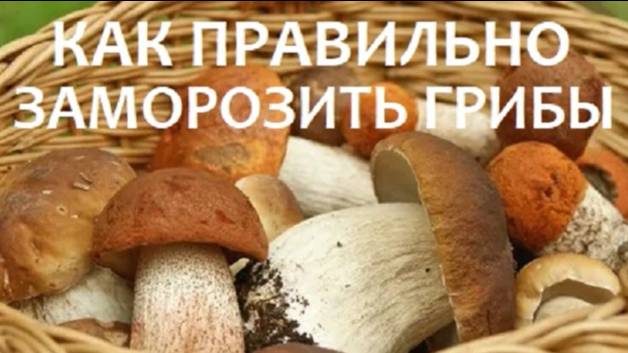 Как Правильно Заморозить Грибы и сэкономить место в морозилке