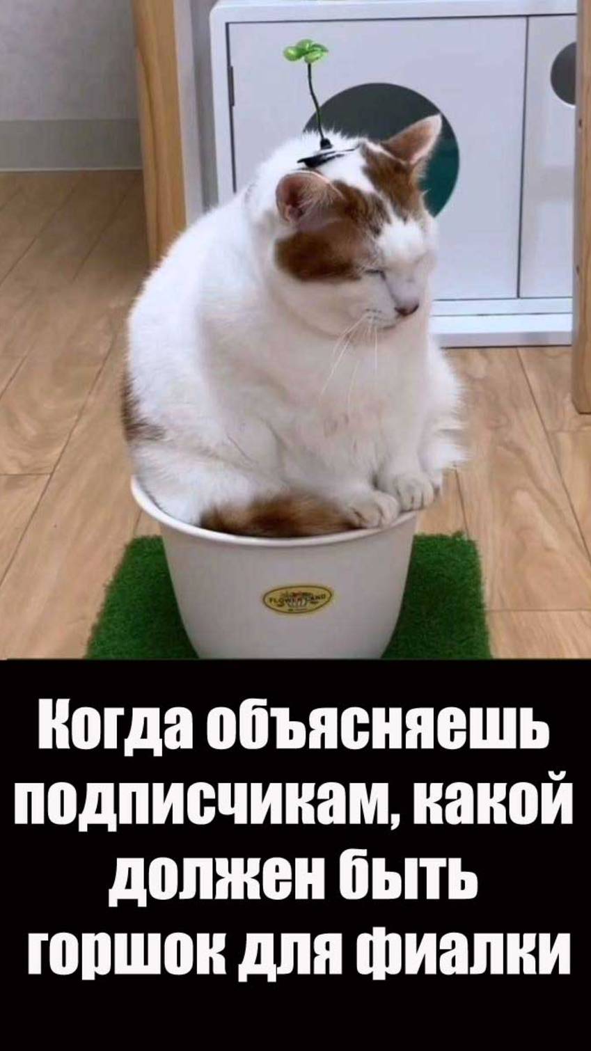 В какой горшок лучше посадить фиалку. ЕК-Свадьба. ЕК-Пиноккио.#фиалки #цветыдлядома #фиалкипочтой