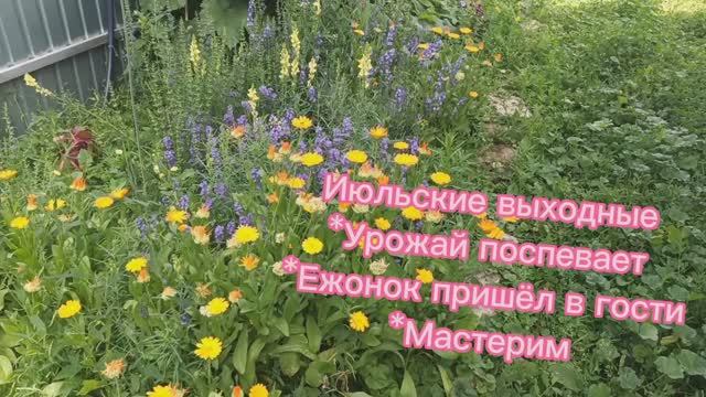 Жаркие дачные выходные в июле