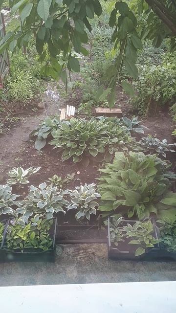 ХОСТА  - КРАСИВЫЙ ЦВЕТОК