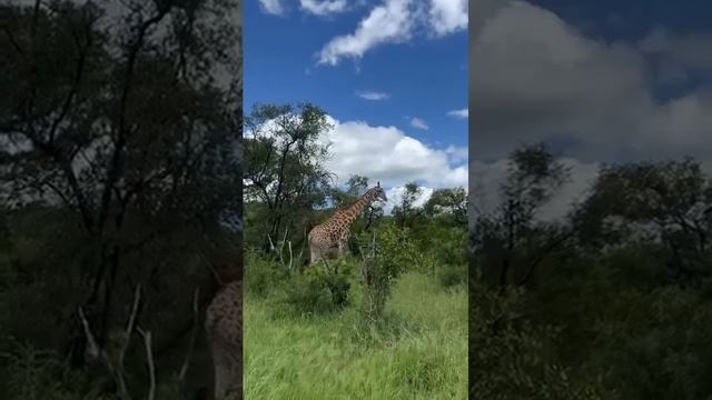 Как прошёл тур в ЮАР от Solanie?😍