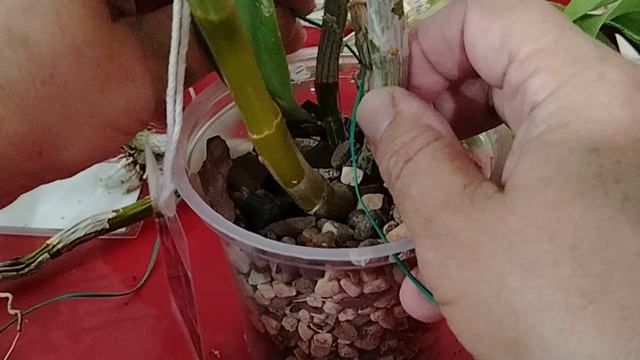 П-16. Ч-3. Посадка, закрепление Дендробиум в без корней. Начало реанимации...