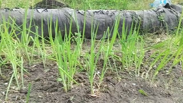 Обрезаем лук