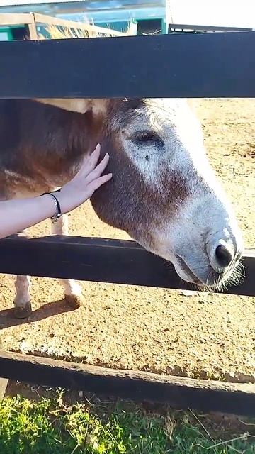 Ослики на ферме #shorts