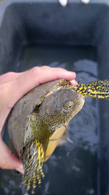 Болотные черепахи