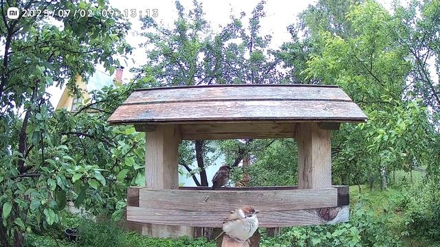 Разные птицы в саду.