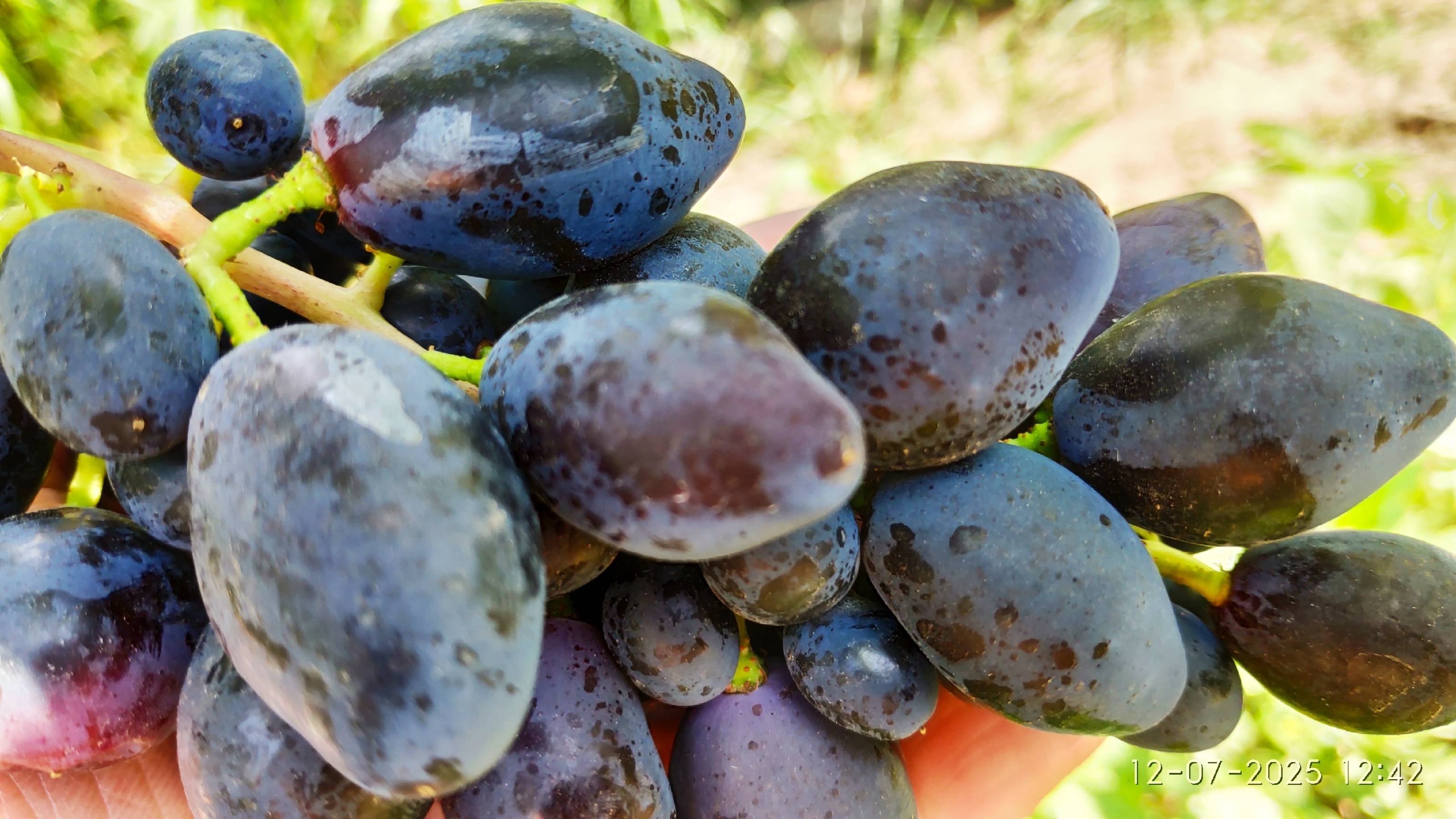 Как сформировать куст если вы привили всего одну почку