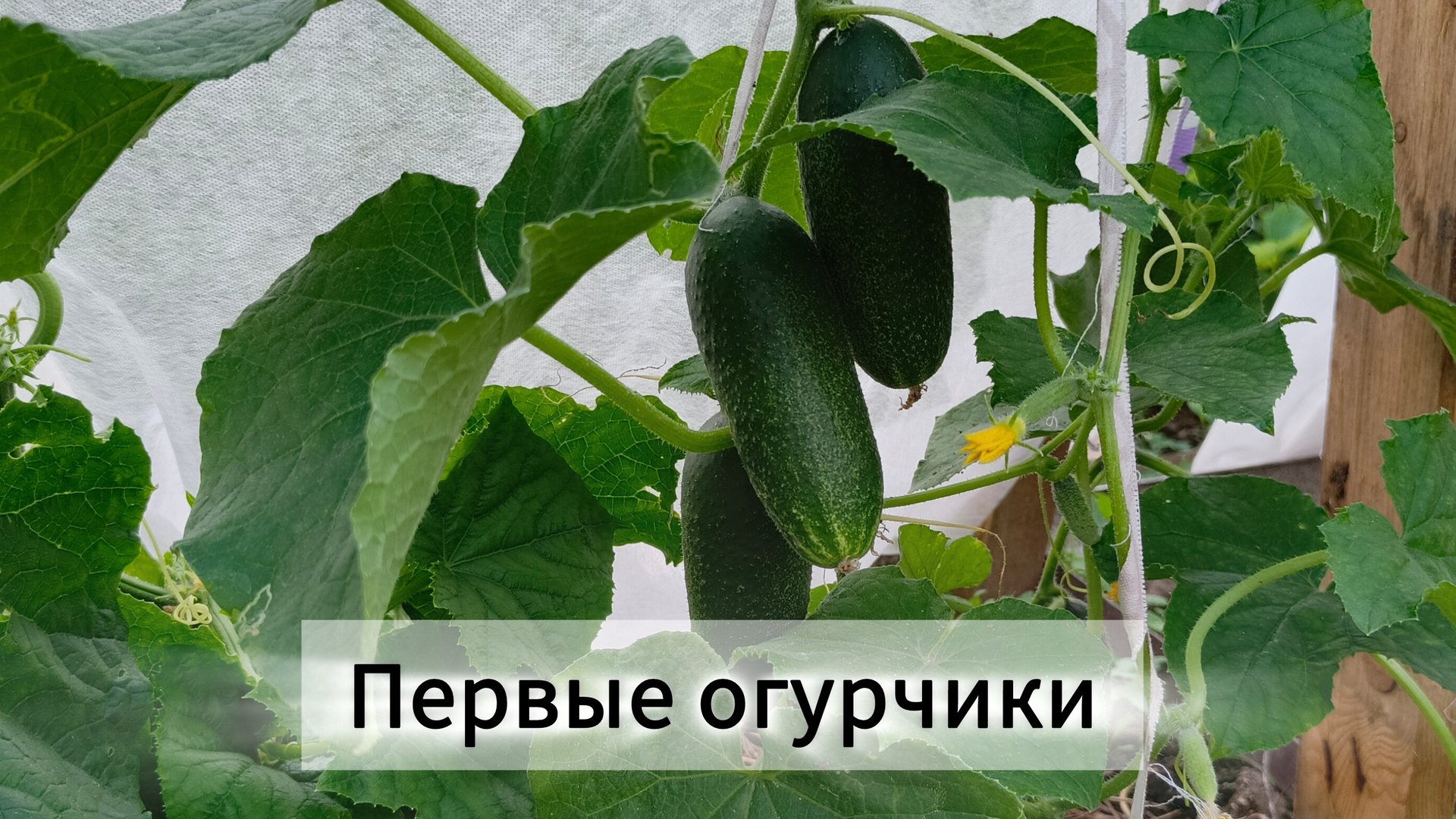 🥒 Первые Огурцы в открытом грунте: Изумрудный поток и Зелёная лавина