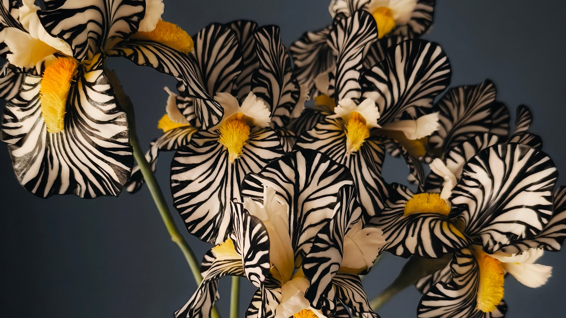 Ирисы Зебра, ботаническая скульптура /мои работы Мурзилкина Ольга
