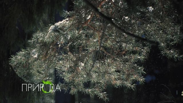 Снег в апреле, Snow in April