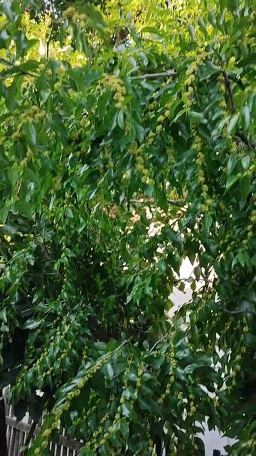 У меня цветёт унаби (зизифус)