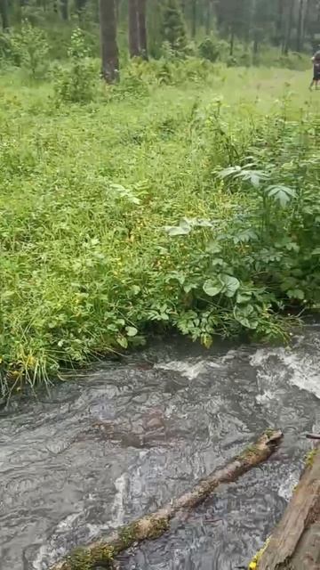 Горный Алтай. Река Аскатка. https://t.me/mir_glazami_idushego