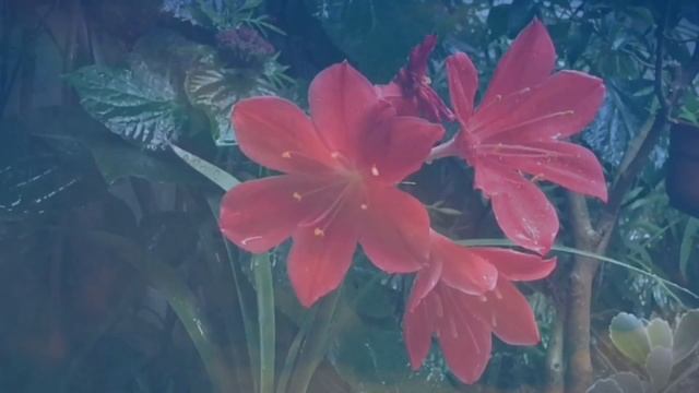 Джованни Марради. Адажио соль минор.   Giovanni Marradi.  Adagio in G Minor