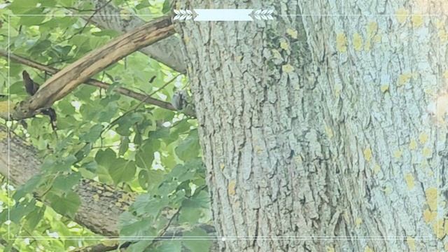 Наши животные