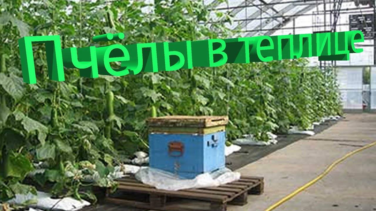 Секреты опыления в теплицах – разбор от профессора Кашковского