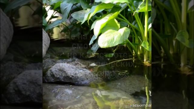 "БЛАГОВОЛИТ ГОСПОДЬ К БОЯЩИМСЯ ЕГО" (БИБЛИЯ)