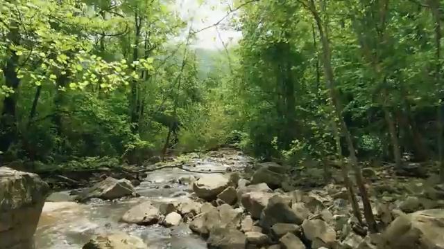 Звуки природы, пение птиц, Расслабляющая музыка для сна