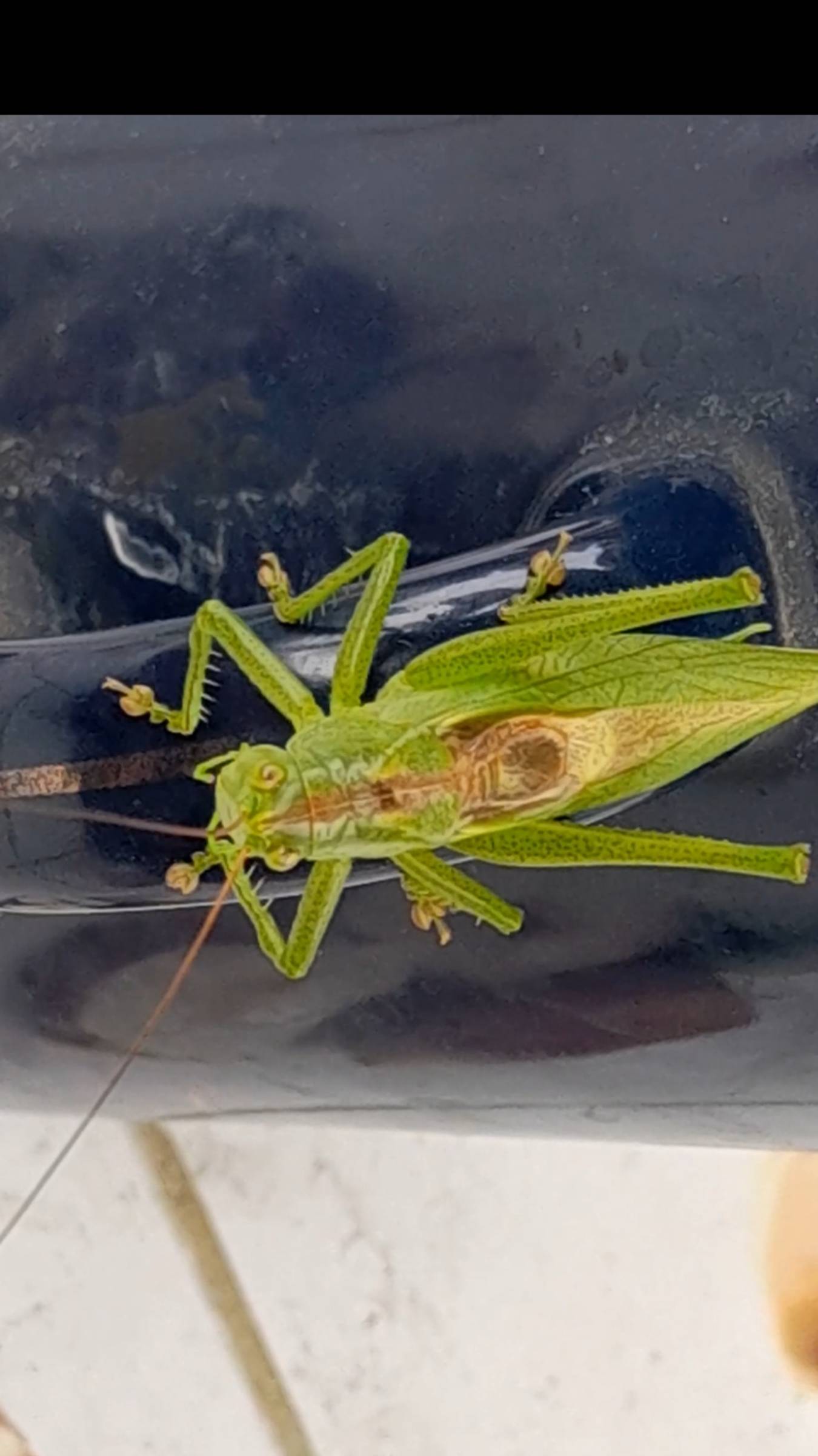 20250713_141546_001_001 На меня напало страшное насекомое. Кричала громко)