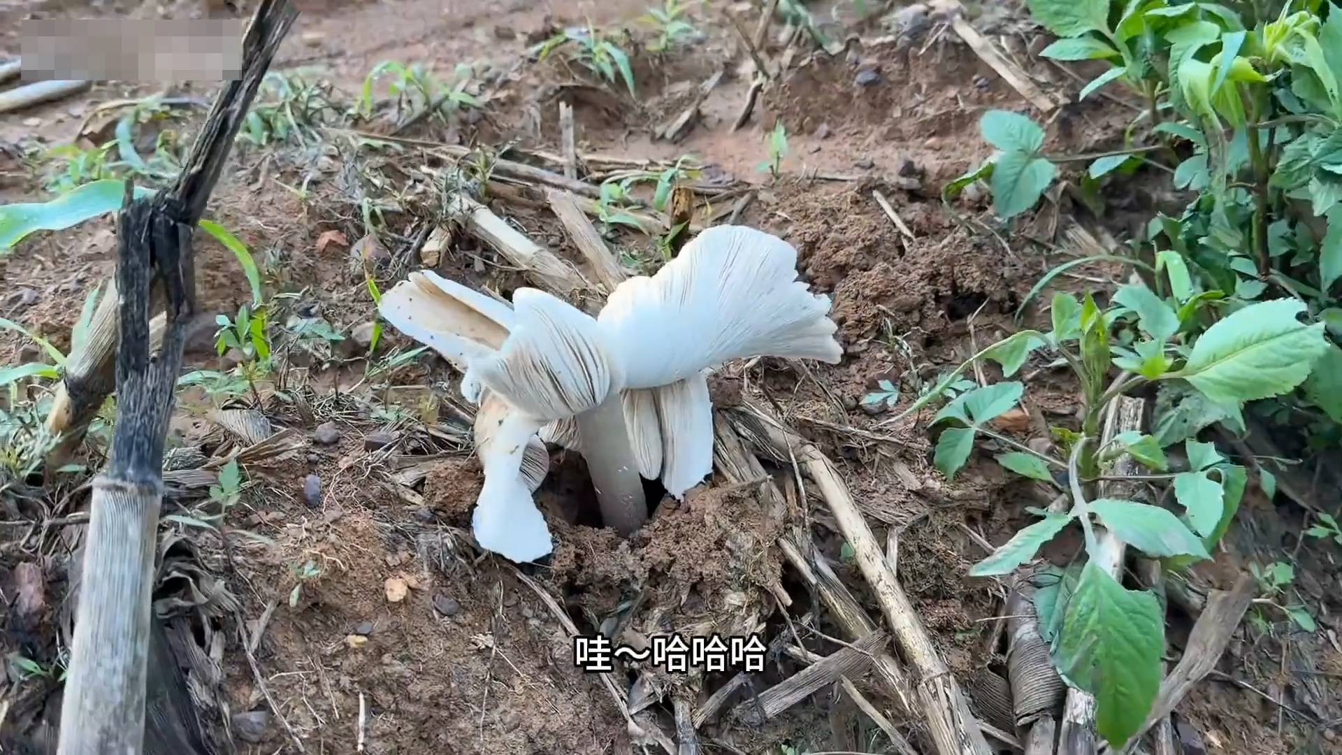 Геншан Цяньнонг - Каково это - выкапывать грибы цзун, пока руки не затрясутся