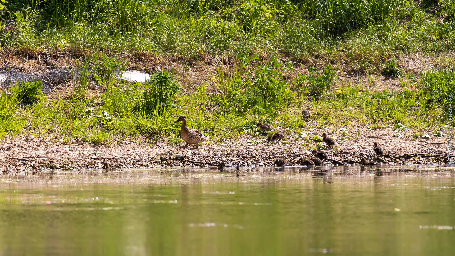 Утки в Кусково в начале лета
