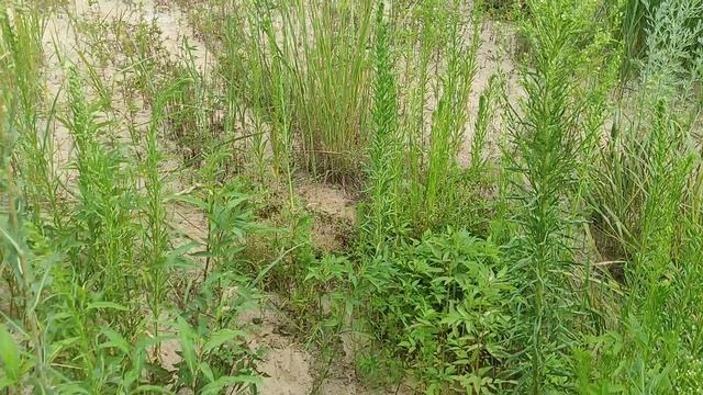 Решили заехать на пруд на котором небыли 2 года ,Вот что осталось от погроминского пруда .