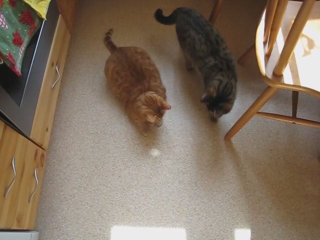 Как мать учила дочку зайчика ловить.