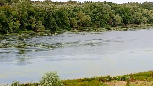 Днестр зацвёл 16.07.24