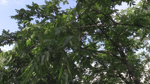 Прогулка в парк Сосенки.