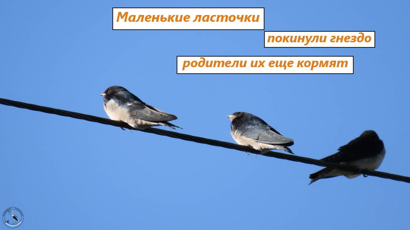 Слётки ласточек-касаток только вылетели из гнезда. Родители еще кормят птенцов