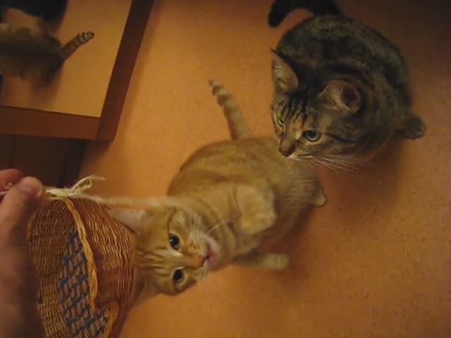 Ловля кальмаров.