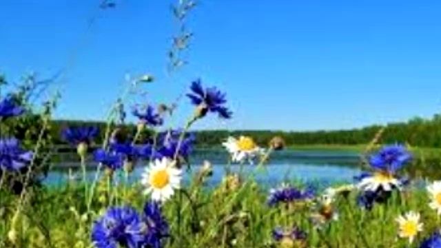 Черная смородина. Народный хит