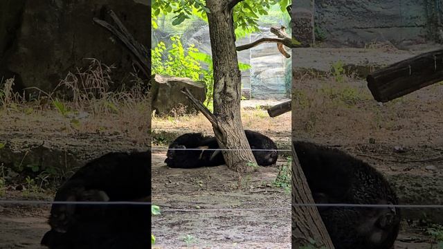 Медведь Андрюша