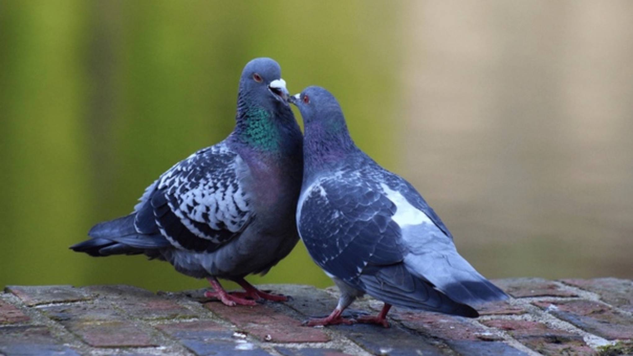 Голубки милуются.