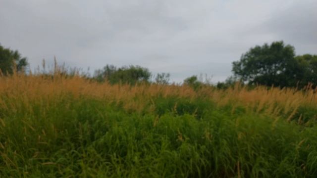 Видео для релаксации. Природа снимает стресс.