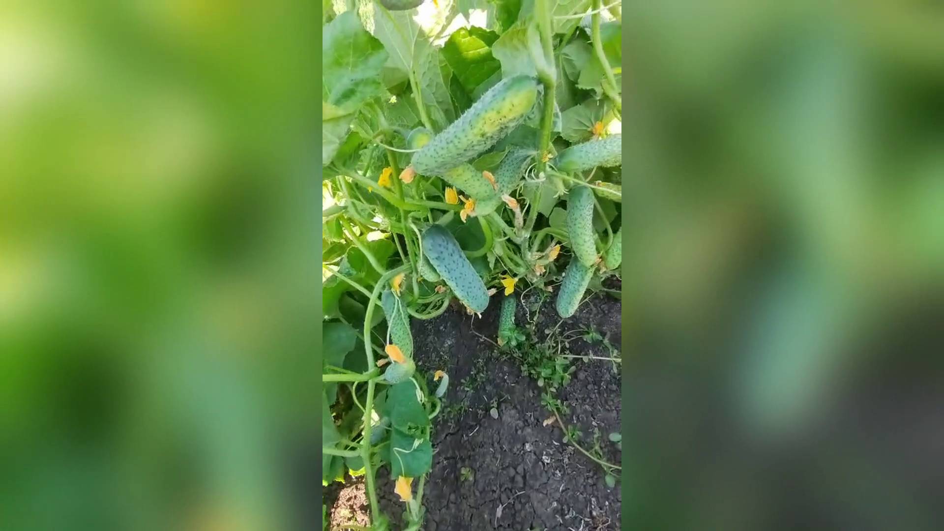 Дневник Агронома №38