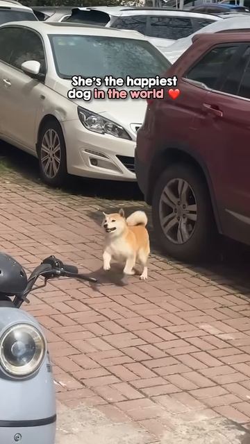 Собака-веселяка!
Видео взято с ютуба. Оригинал: https://www.youtube.com/shorts/AJ0tTIcKM-s