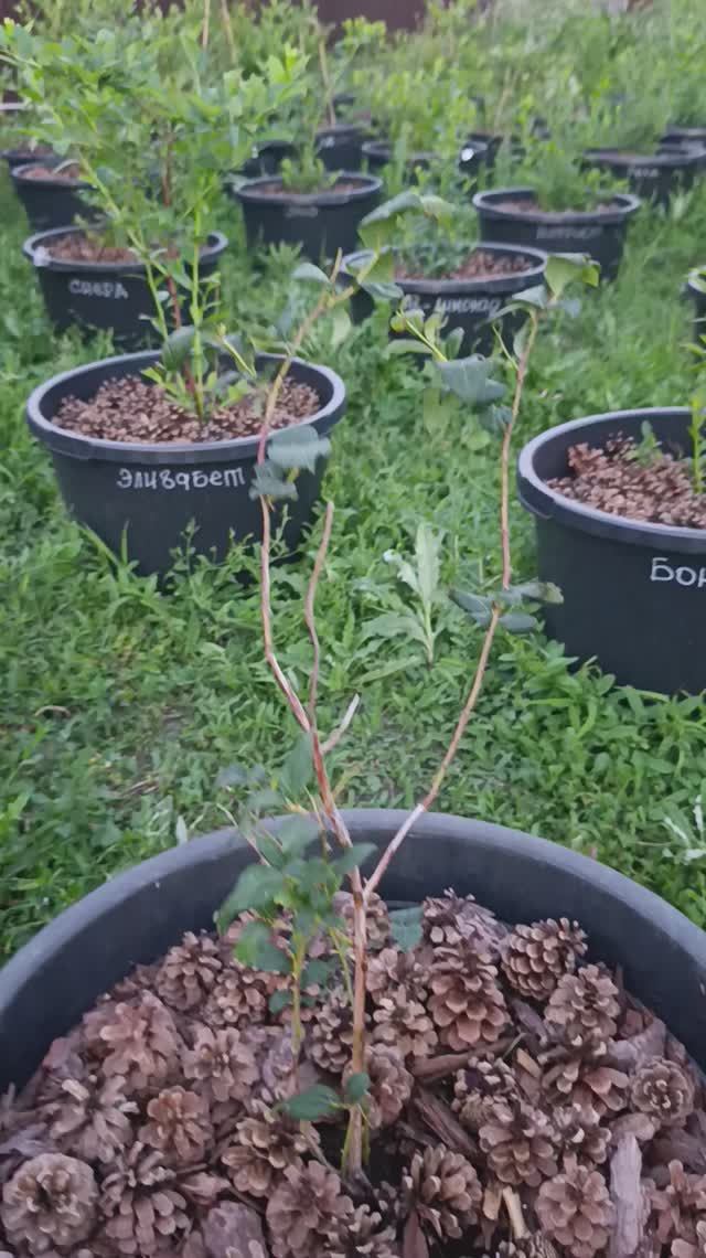 Ферма голубики